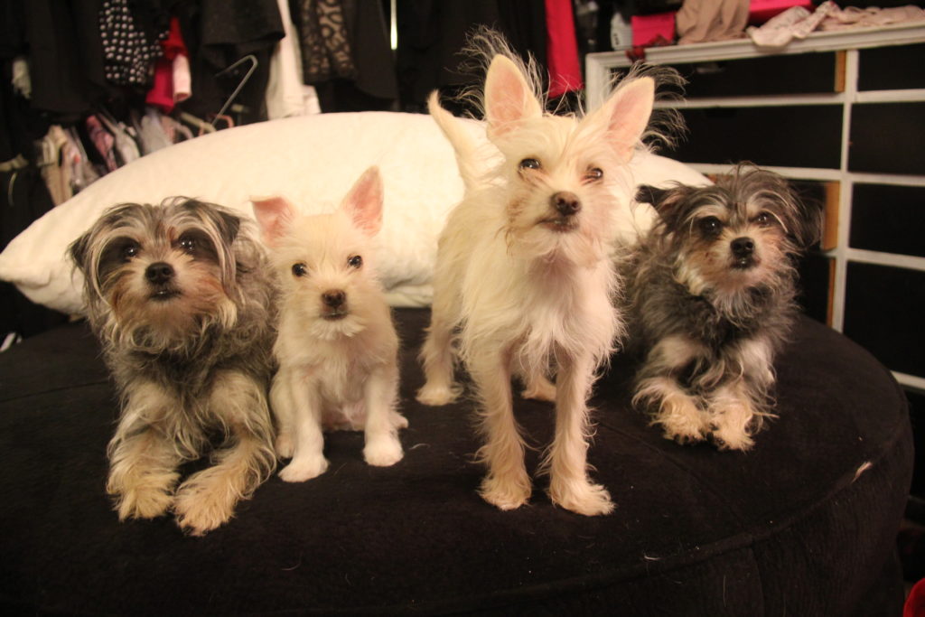 Dog & Cat Cloning Company. Clone Your Pet and Be With Your Friend Again